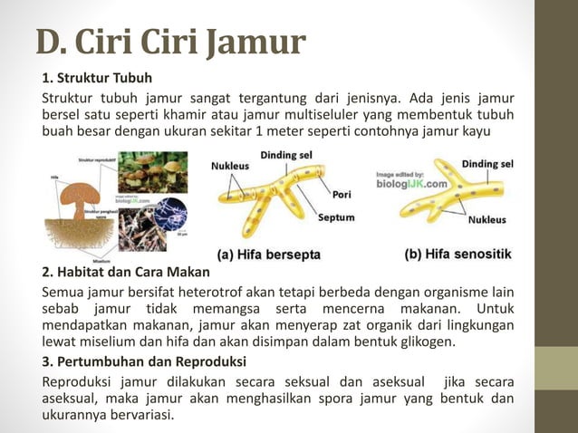 Jamur.pptx