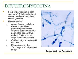 Biologi kelas 10 - Jamur (Fungi) | PPT
