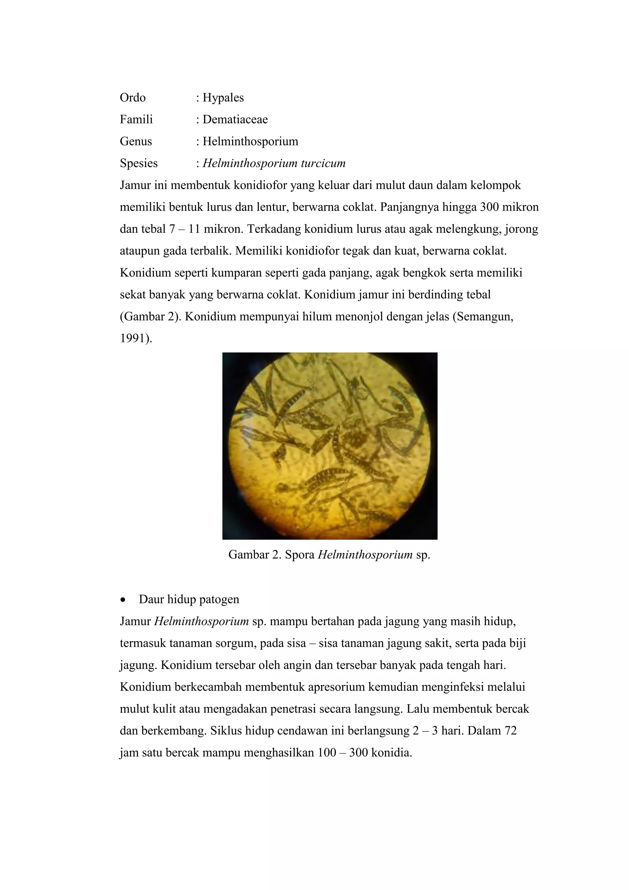 patogen pada jamur bulai jagung | DOCX