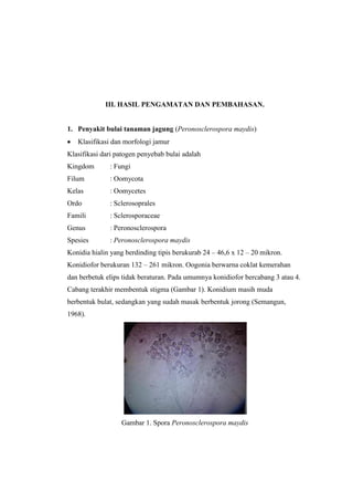 patogen pada jamur bulai jagung | PDF