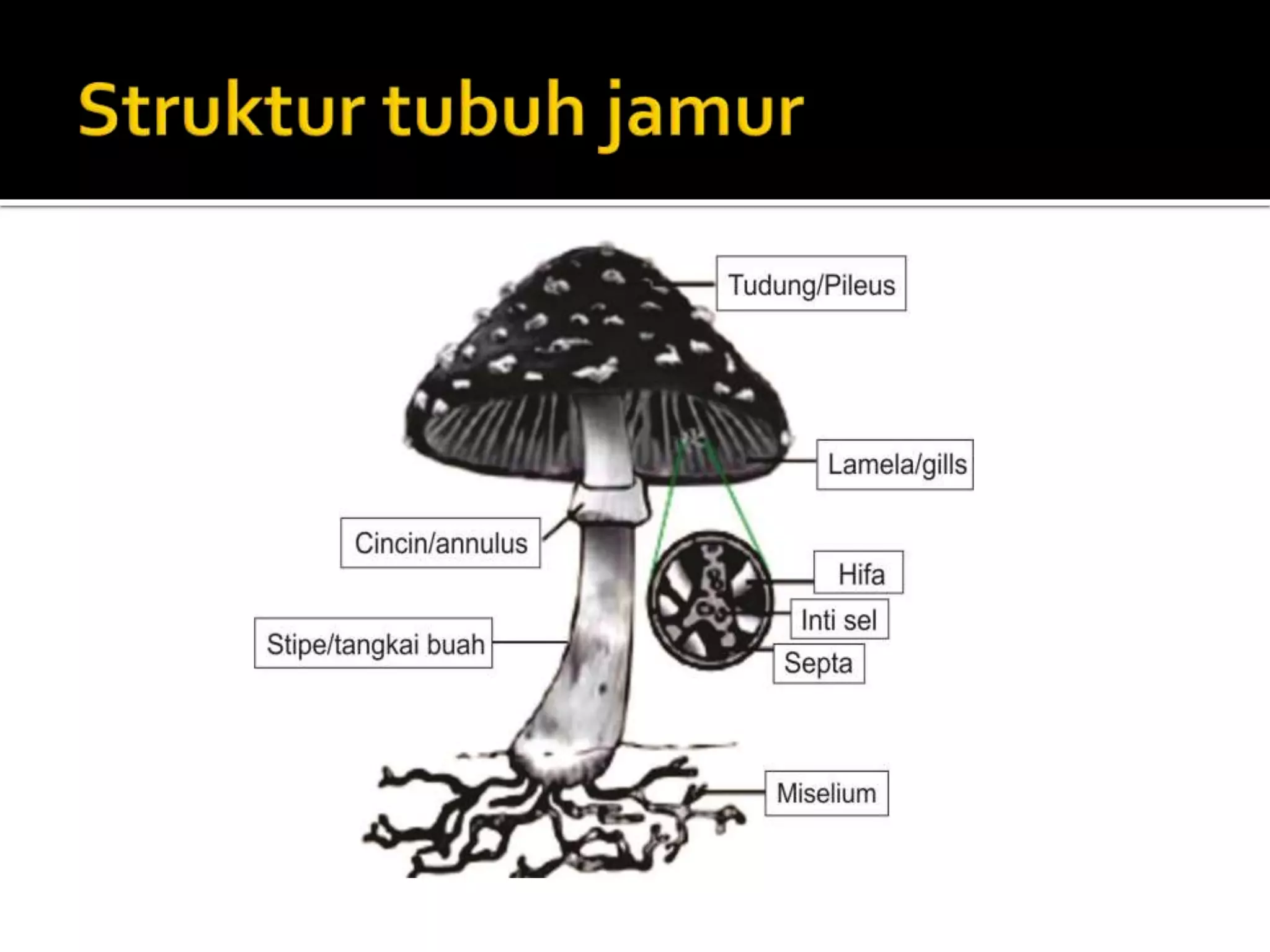 Presentasi Jamur (fungi) | PPTX