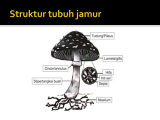 Presentasi Jamur (fungi) | PPTX