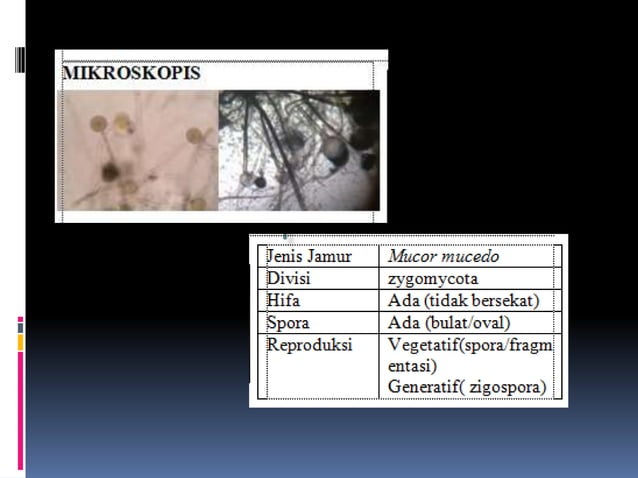 jamur_fungi_zygomycota.pptx