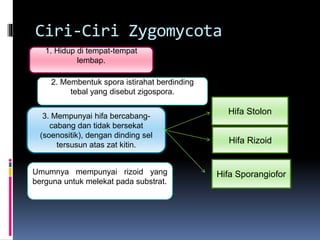 jamur_fungi_zygomycota.pptx