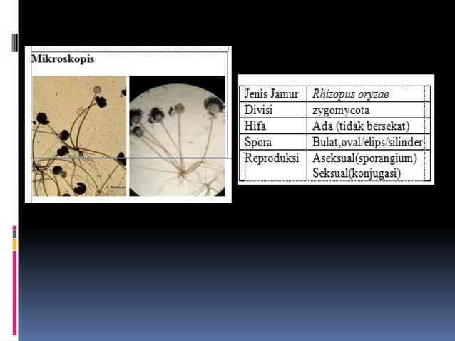 jamur_fungi_zygomycota.pptx