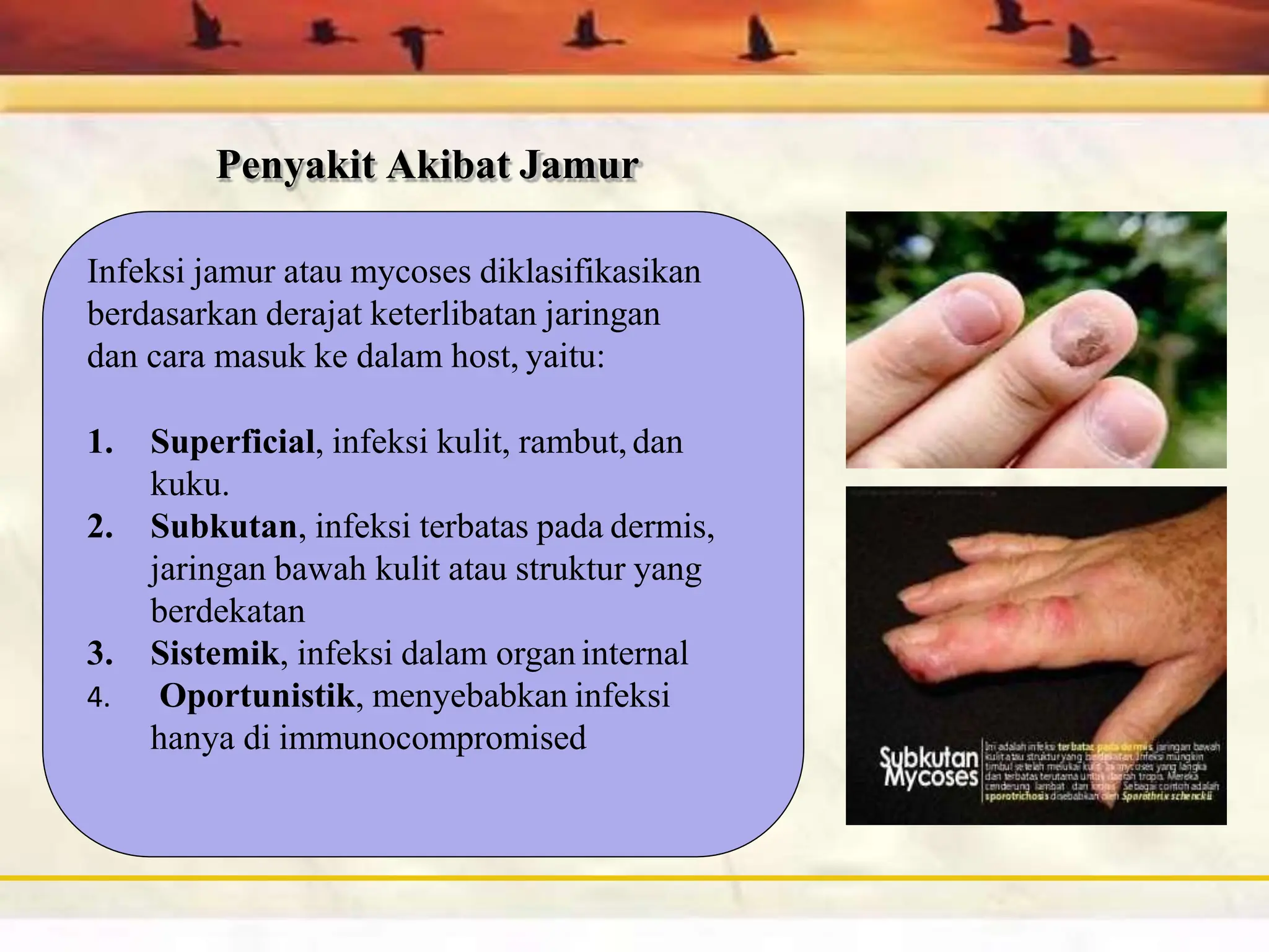 Ppt agen infeksius Jamur Ilmu Kep Dasar kes | PPTX