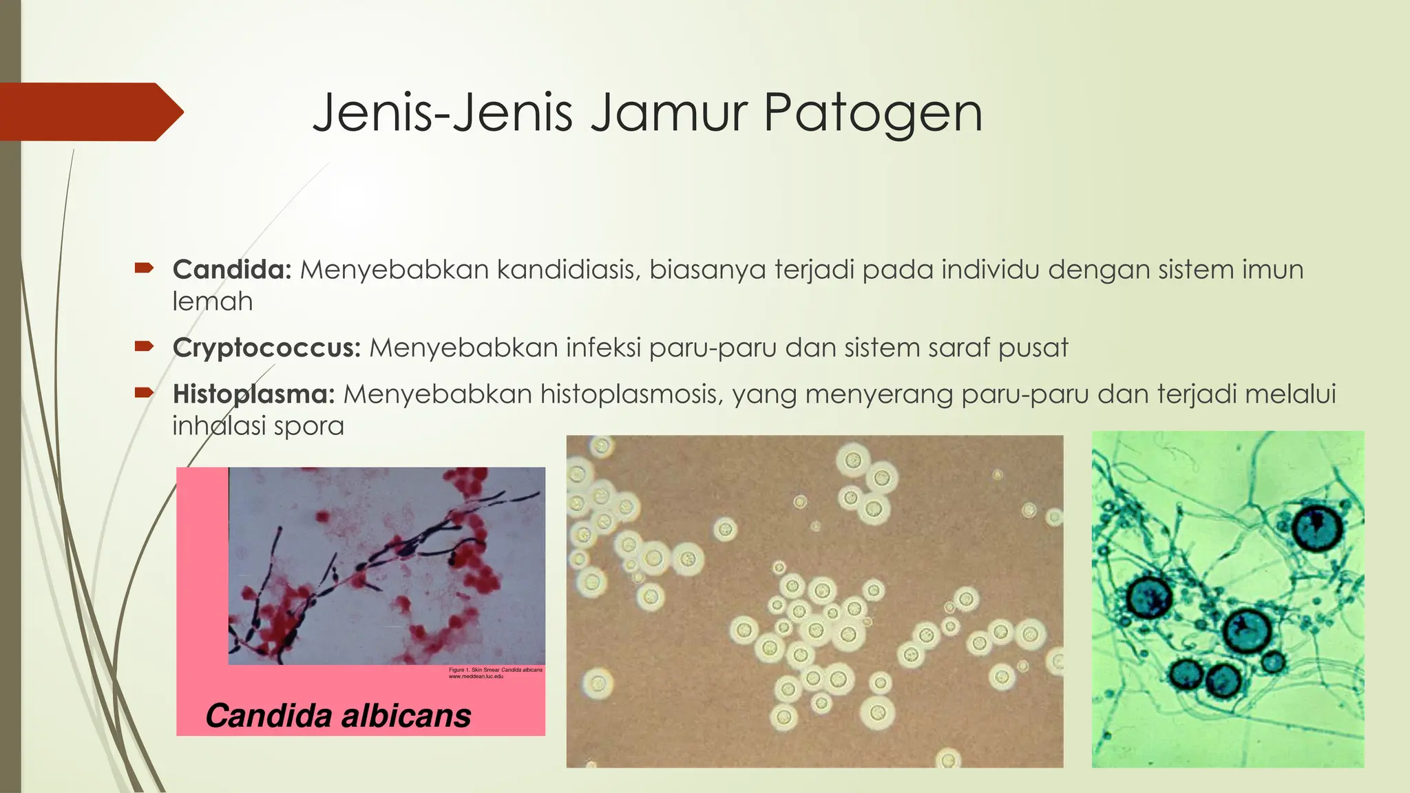 Jamur kontaminan dan jamur patogen. 3.pptx