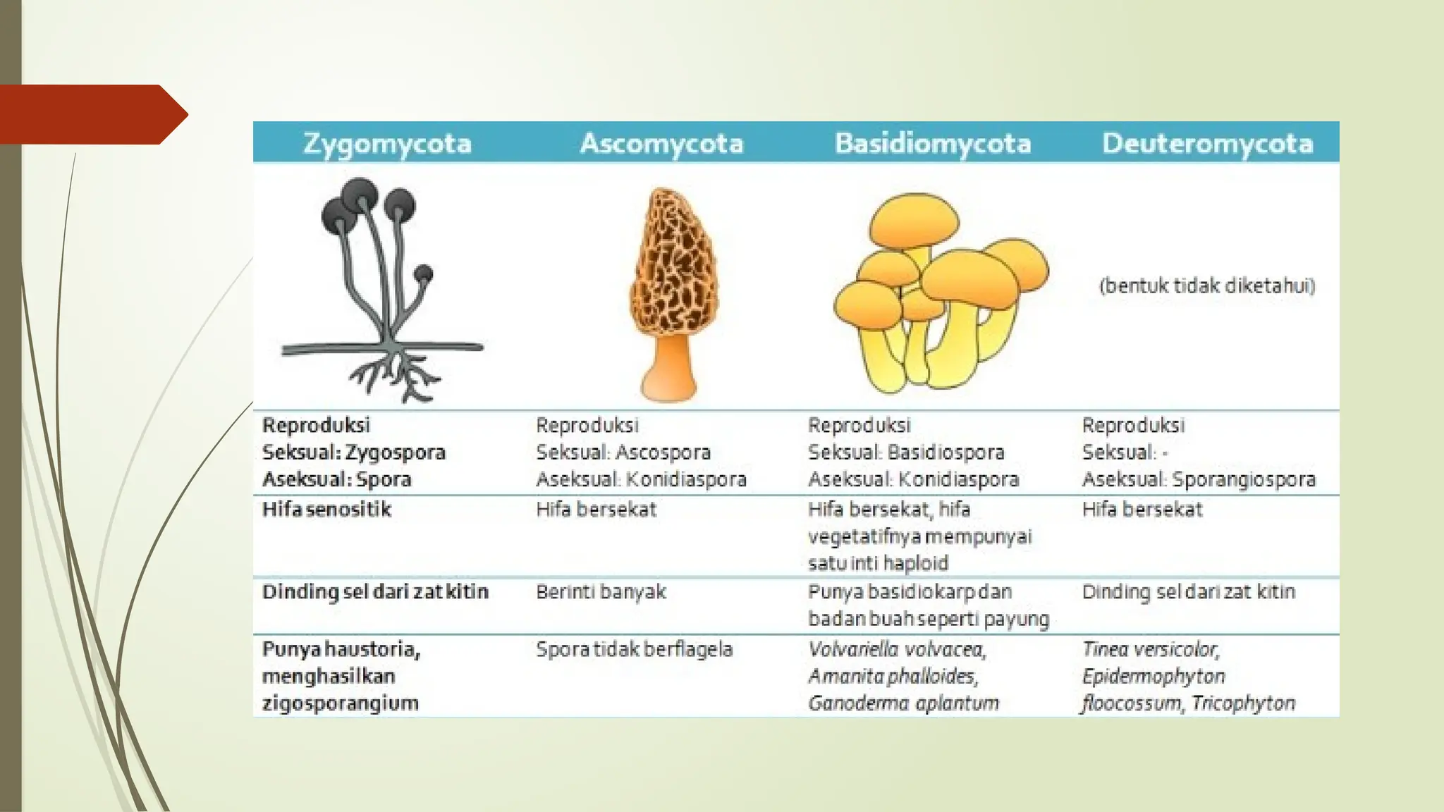 Jamur kontaminan dan jamur patogen. 3.pptx