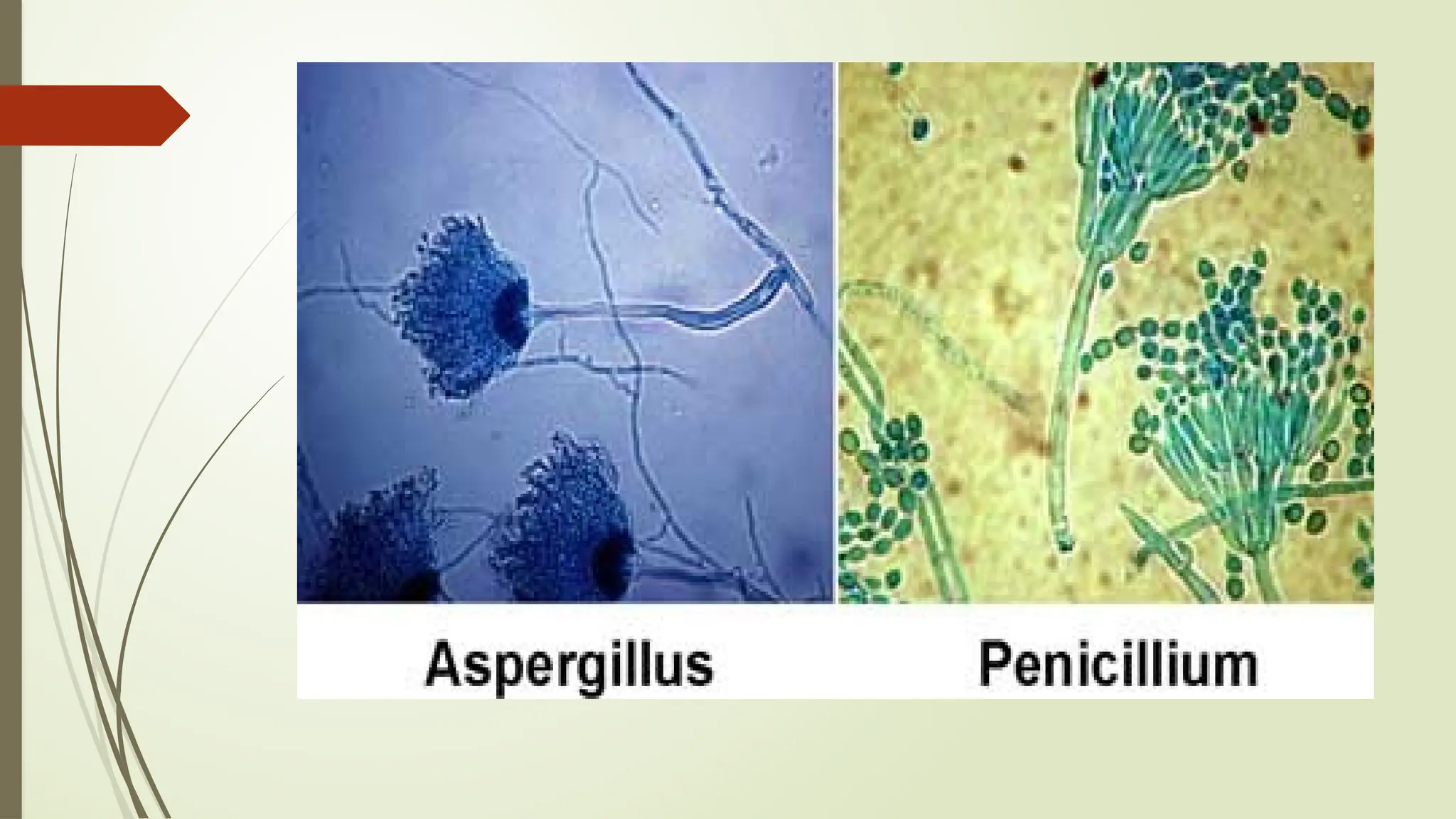 Jamur kontaminan dan jamur patogen. 3.pptx