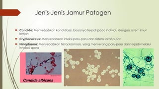Jamur kontaminan dan jamur patogen. 3.pptx