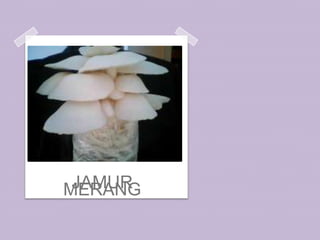 Jamur merang | PPTX