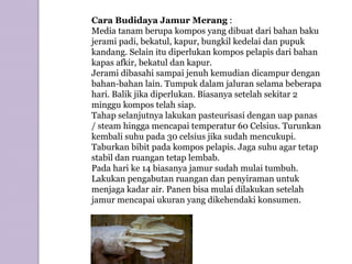 Jamur merang | PPTX