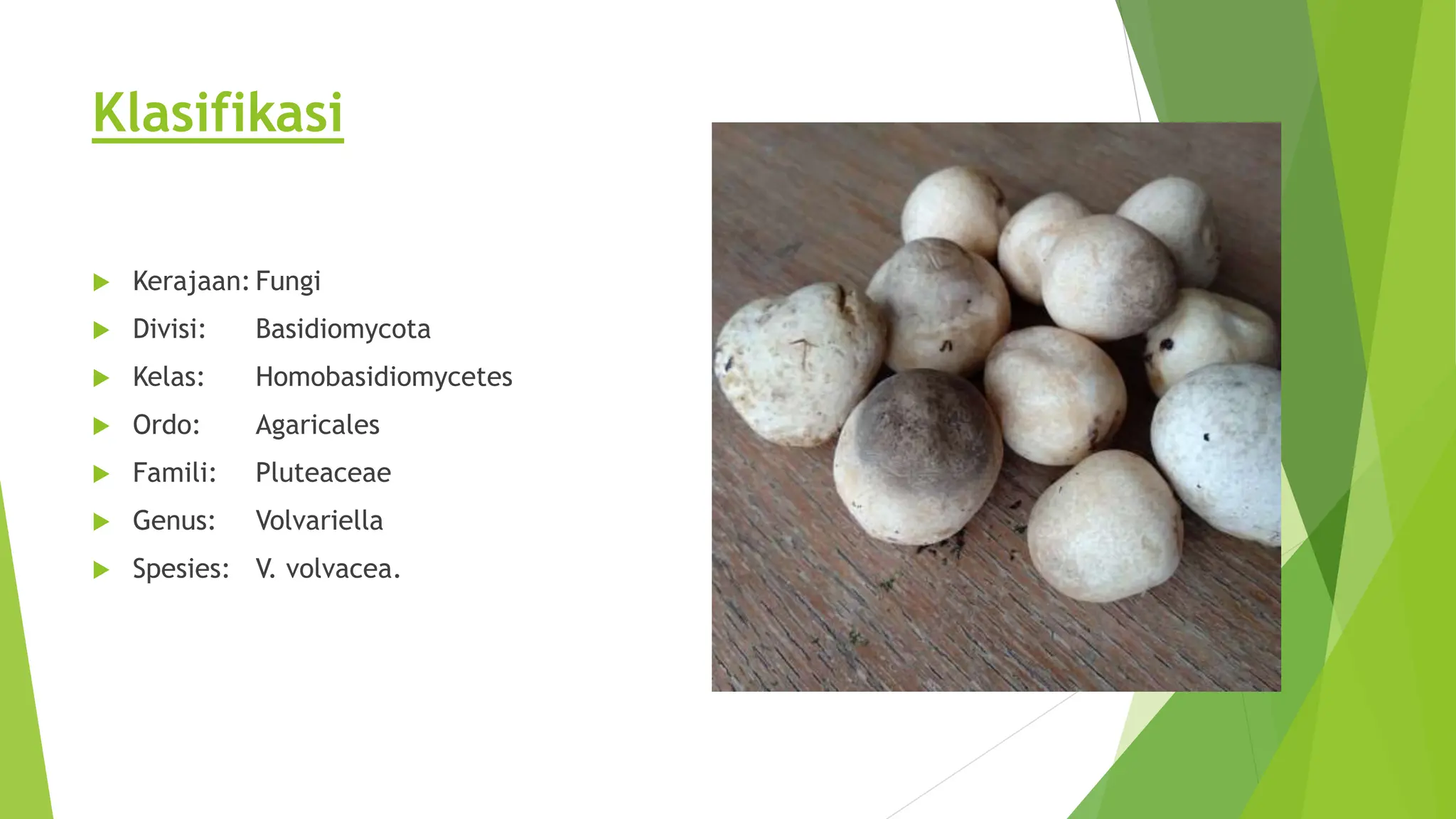 The Cultivation of paddy Straw Mushrooms | PPTX