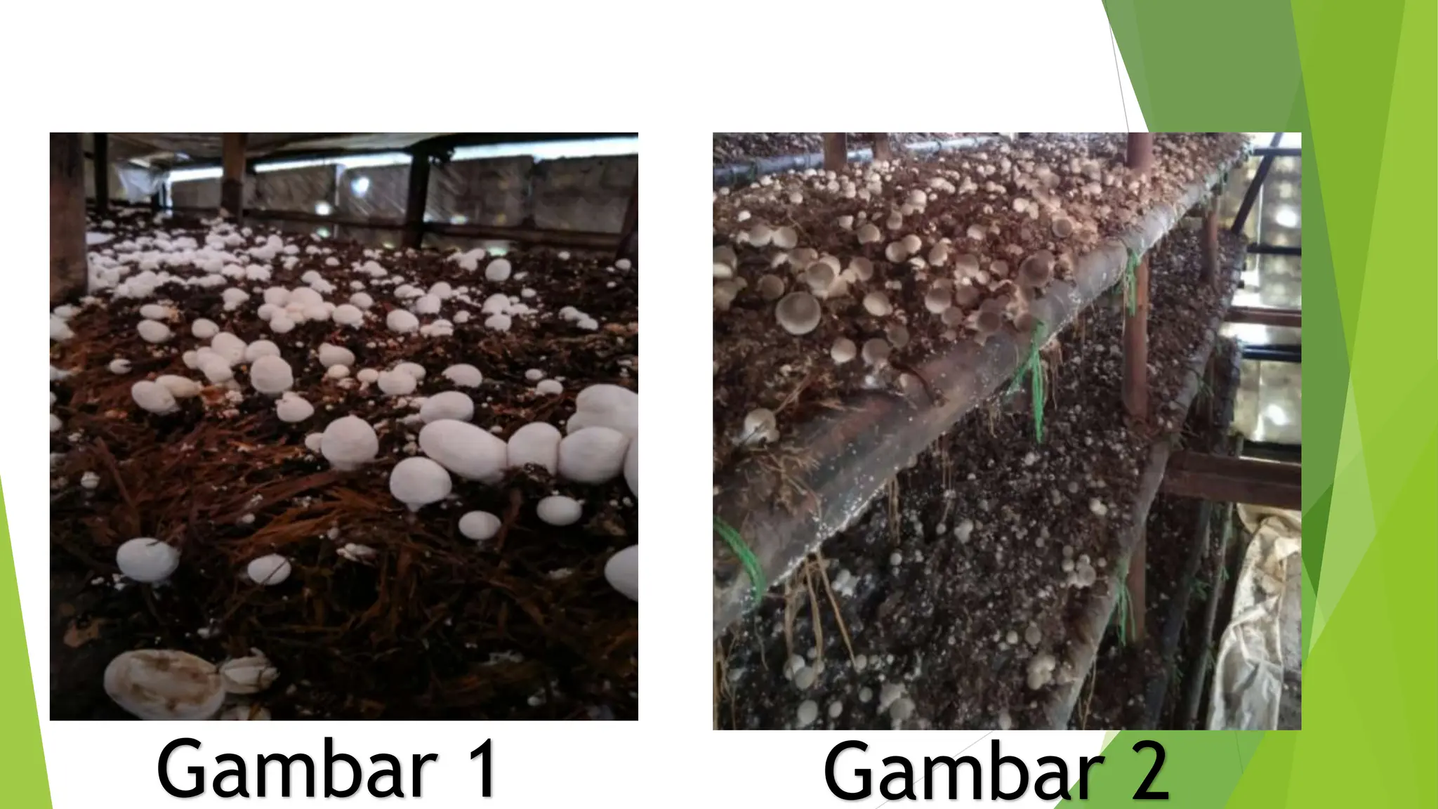The Cultivation of paddy Straw Mushrooms | PPTX