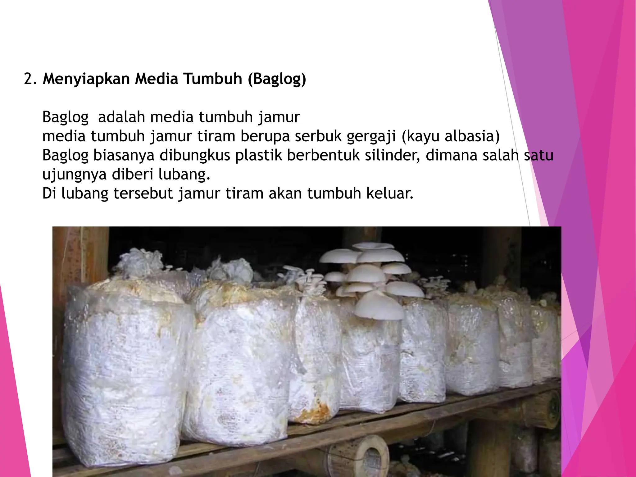 Potensi dan Cara Budidaya Jamur Tiram.pptx