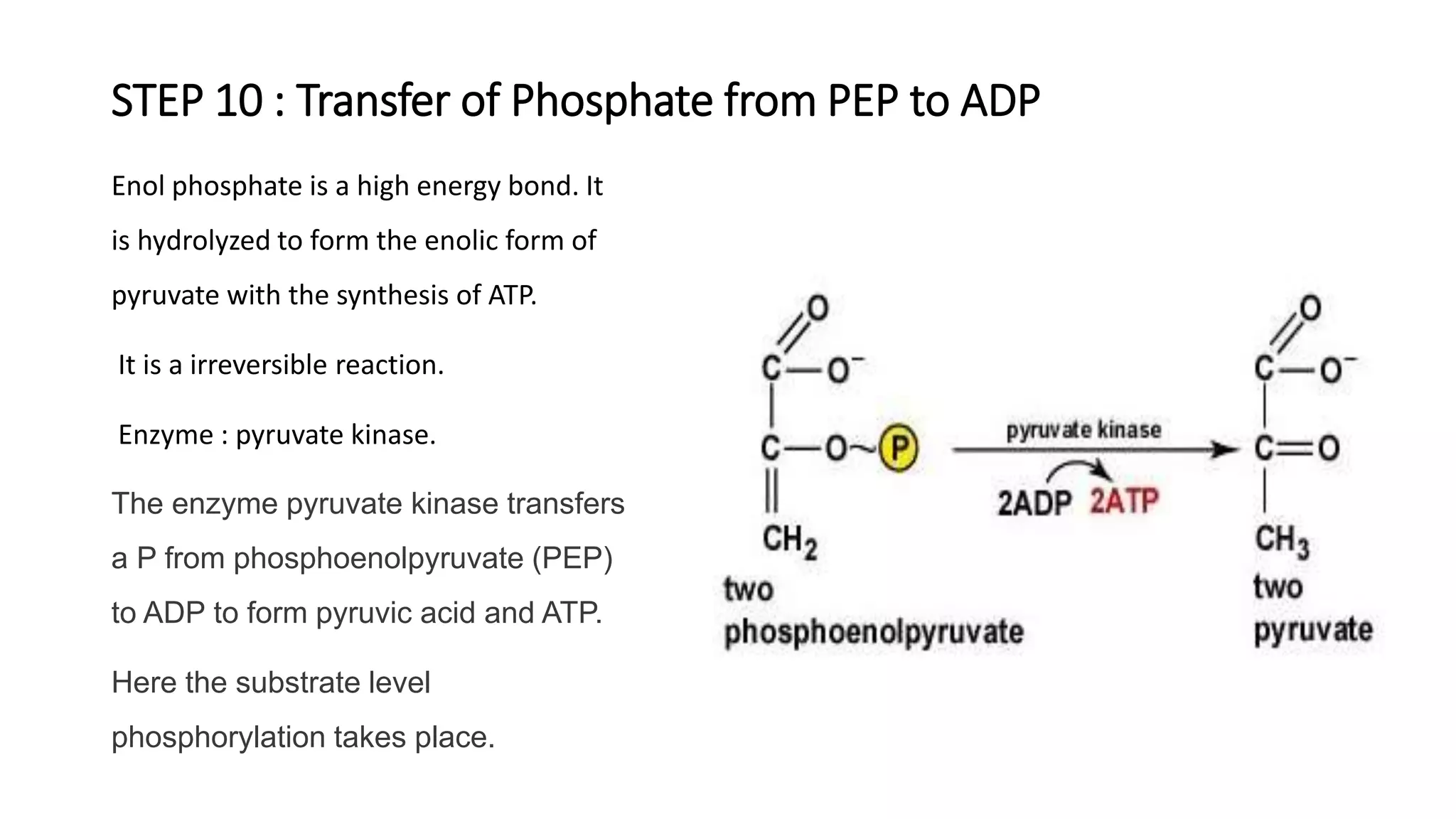 EMP,ED,GLYOXYLATE PATHWAY | PPTX