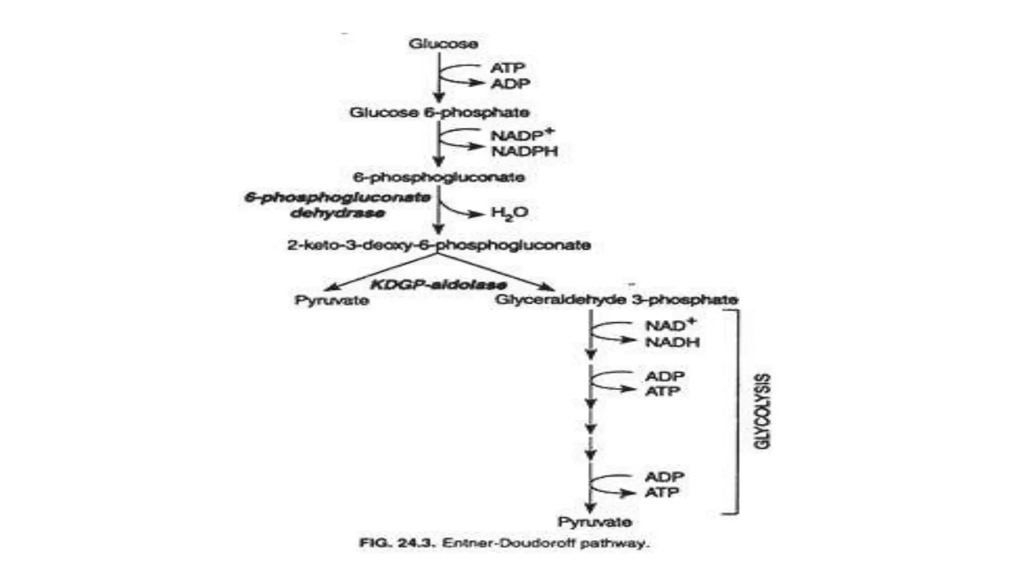 EMP,ED,GLYOXYLATE PATHWAY | PPTX