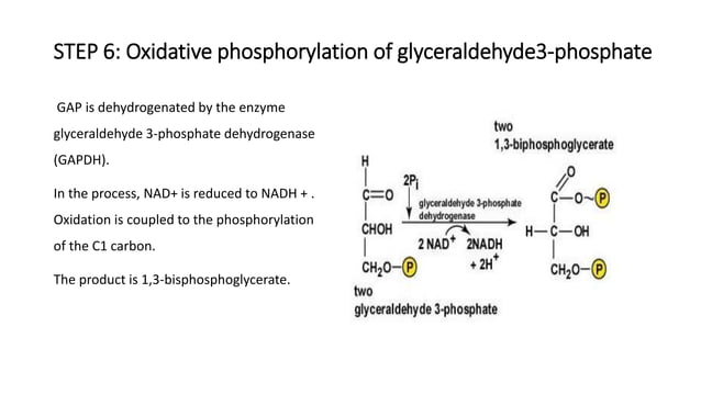 EMP,ED,GLYOXYLATE PATHWAY | PPTX
