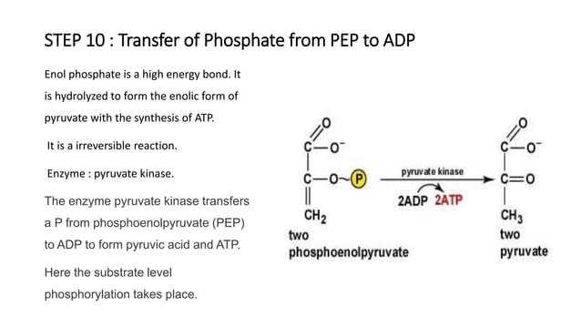 EMP,ED,GLYOXYLATE PATHWAY | PPTX