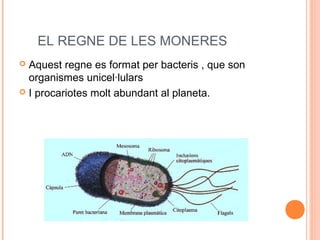 Jana moneres i invertebrats | PPT