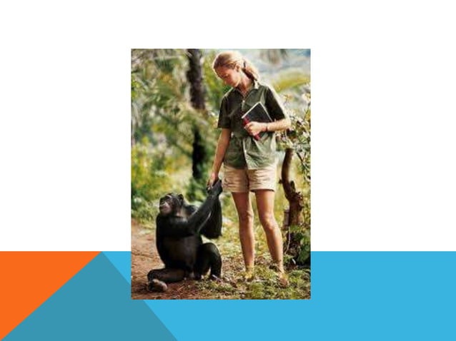 Jane Goodall, The Chimpanzees I Love | PPTX