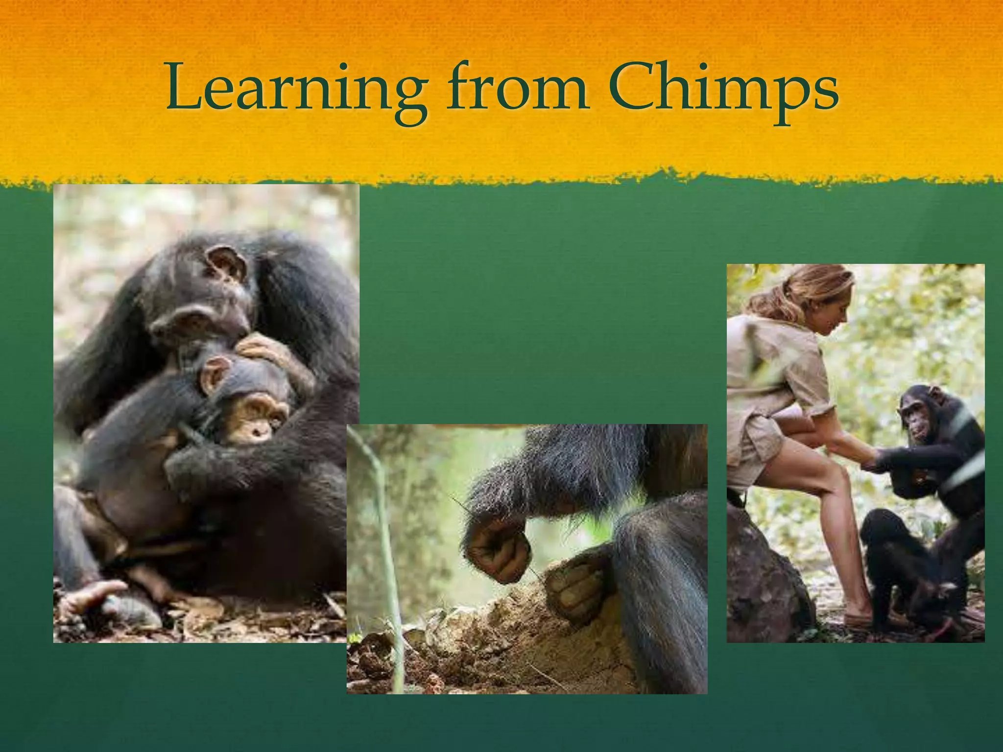 Jane goodall final version_isabella | PPTX