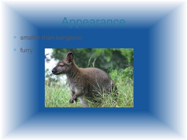 Janelle's Animal Report | PPTX | Cats | Pets