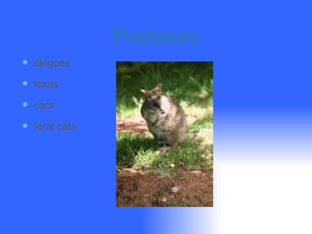 Janelle's Animal Report | PPTX | Cats | Pets