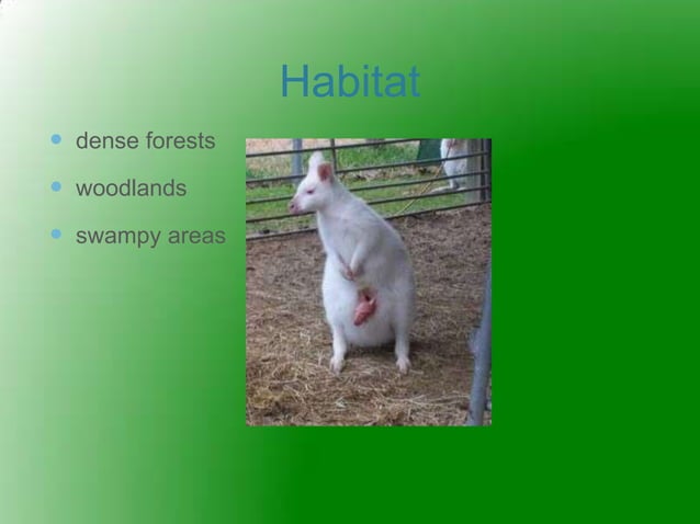 Janelle's Animal Report | PPTX | Cats | Pets
