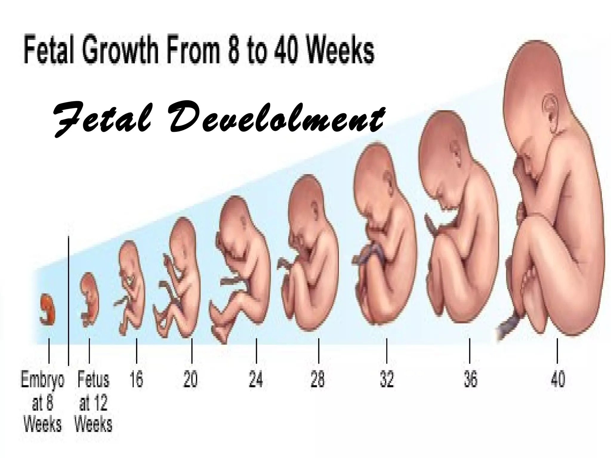 Fetal Development | PPT