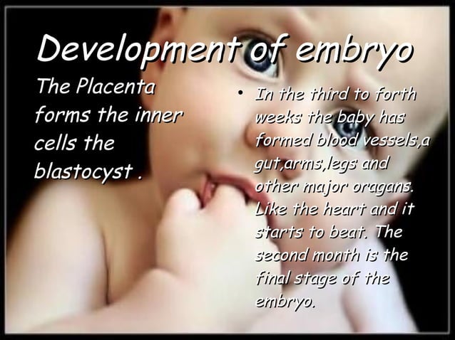 Fetal Development | PPT