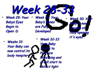 Fetal Development | PPT