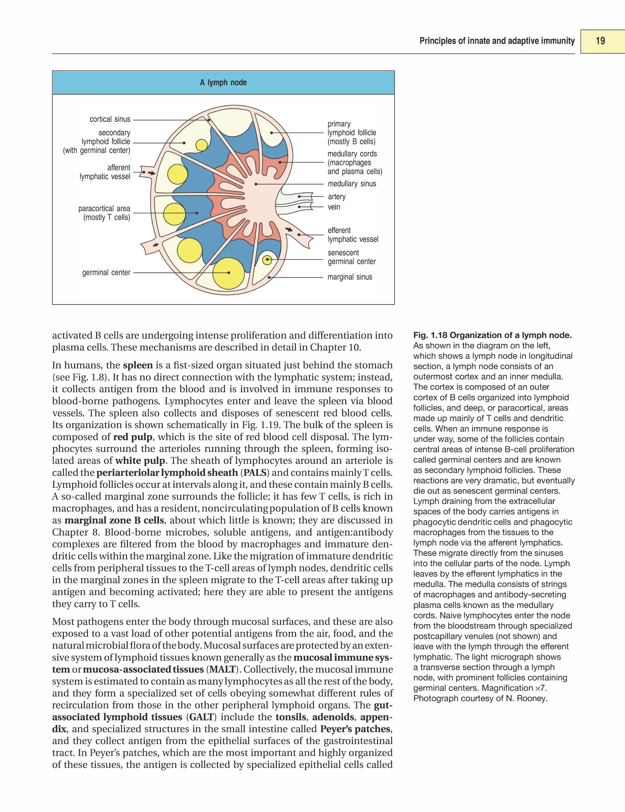 Janeway immunobiology_edicao atualizadaempdf | PDF