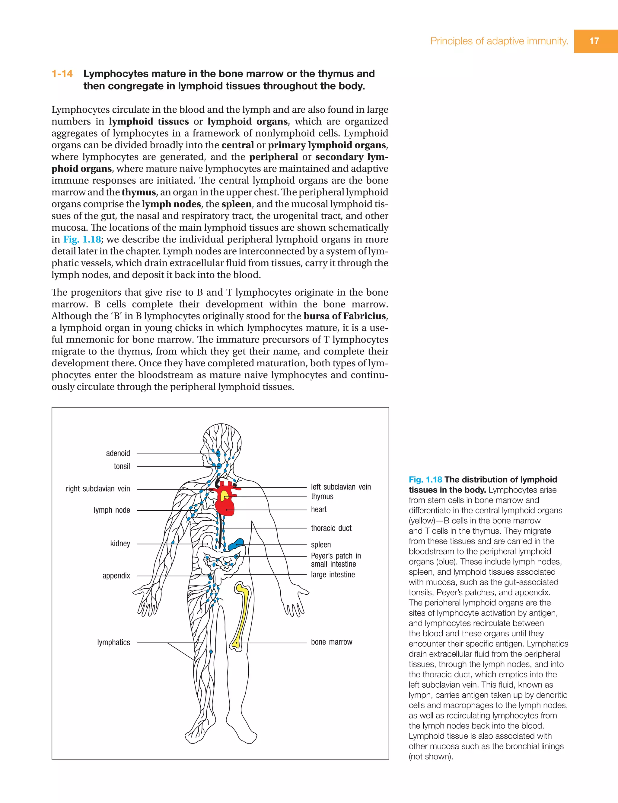 Janeway immunology 9th ( PDFDrive ).pdf