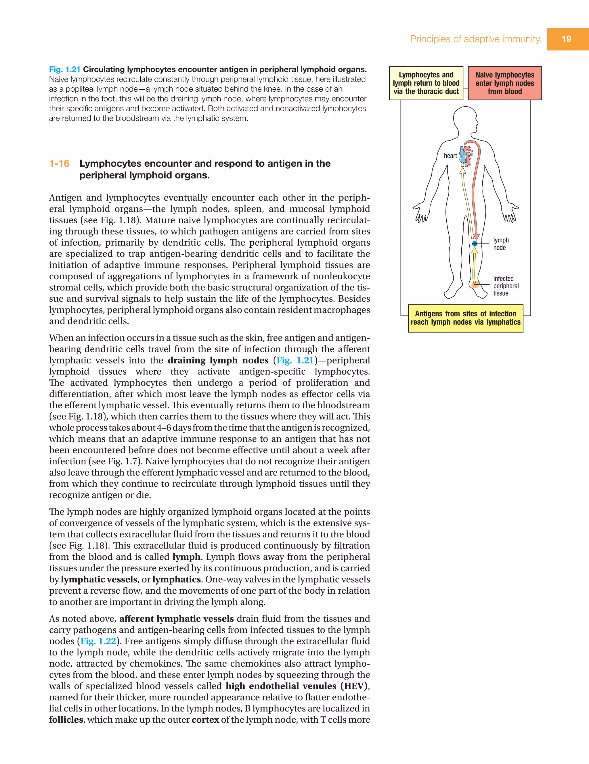 Janeway immunology 9th ( PDFDrive ).pdf