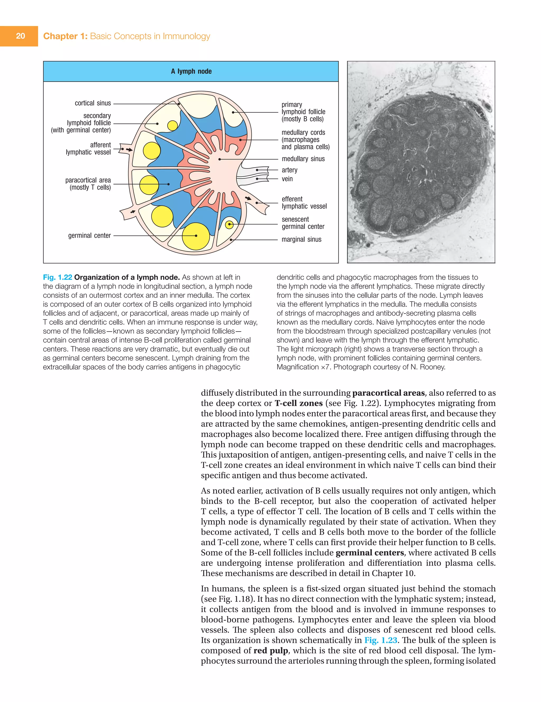Janeway immunology 9th ( PDFDrive ).pdf