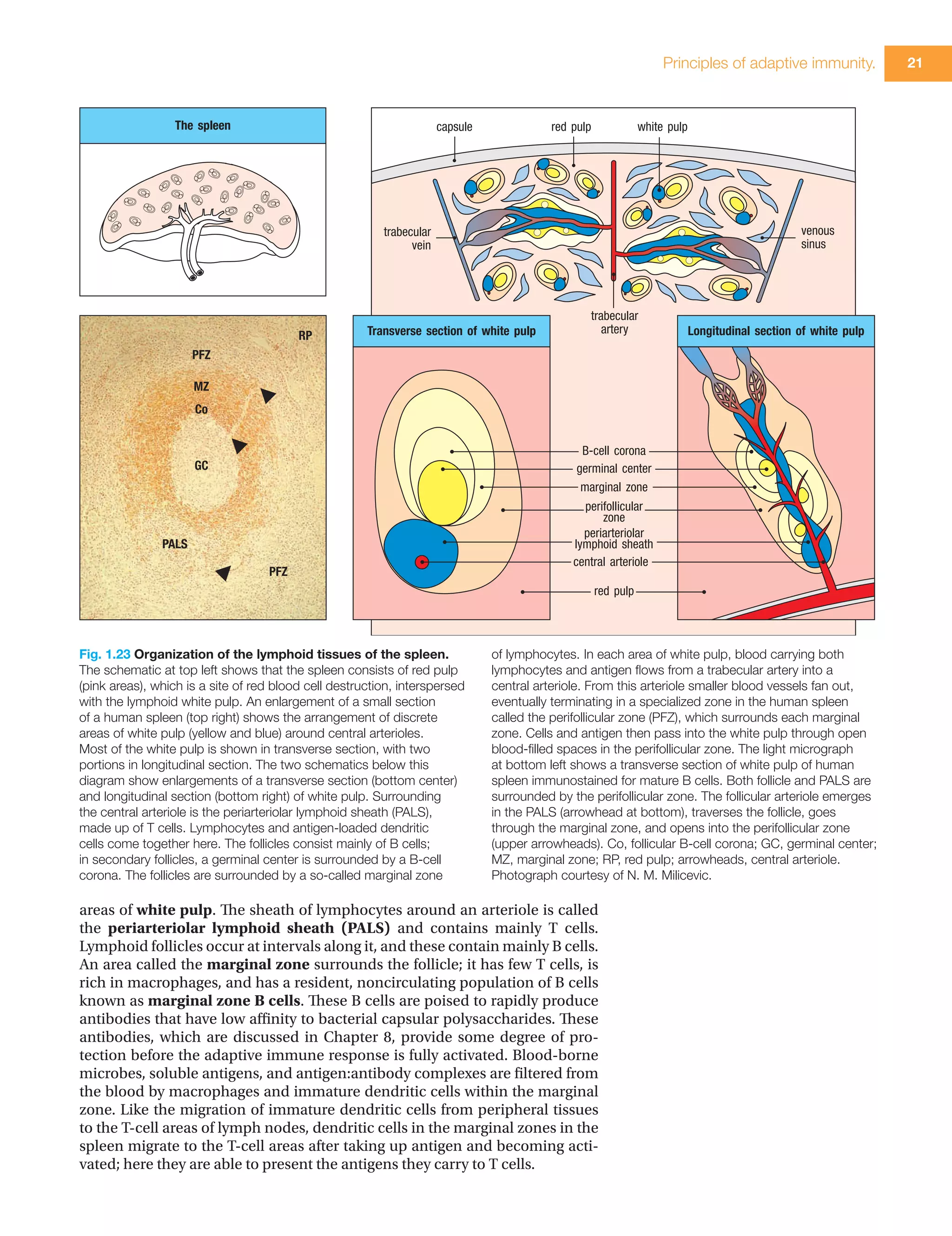 Janeway immunology 9th ( PDFDrive ).pdf