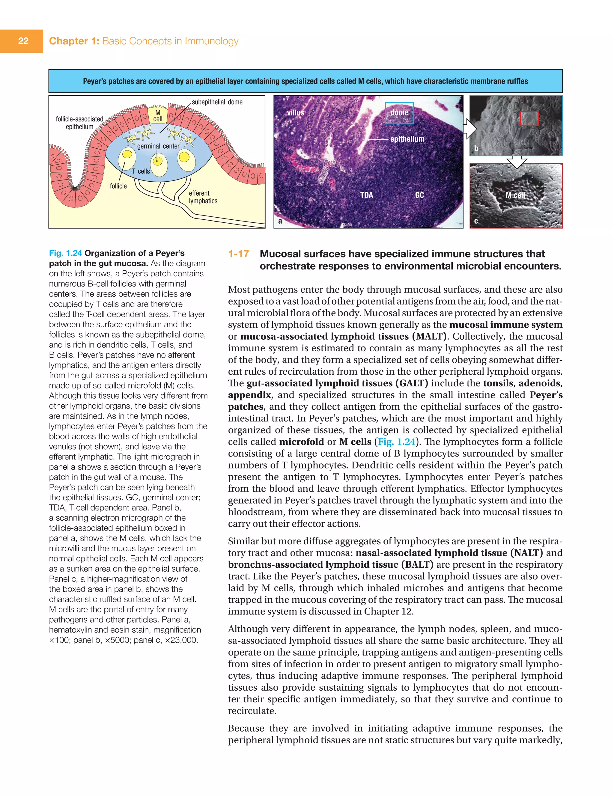 Janeway immunology 9th ( PDFDrive ).pdf