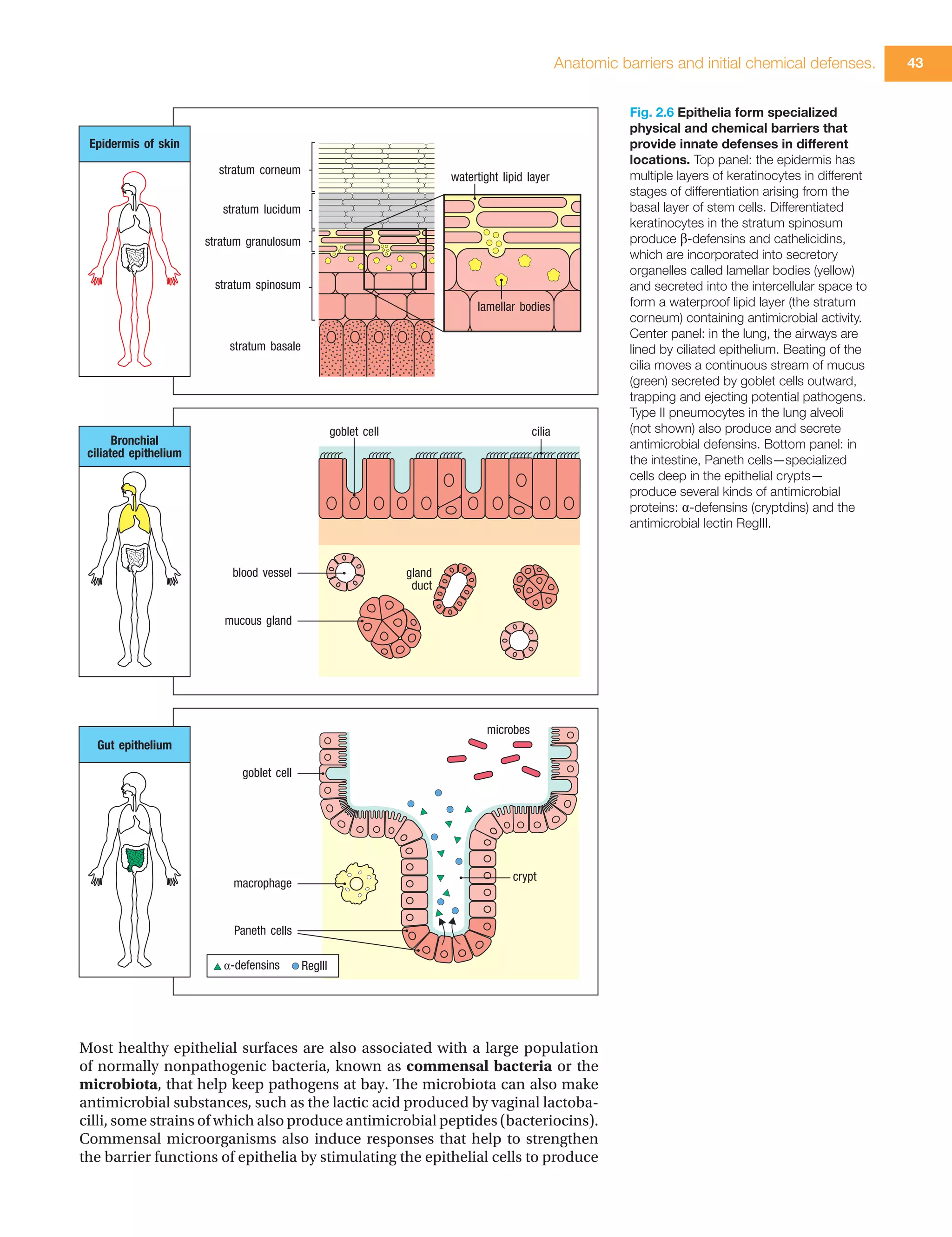 Janeway immunology 9th ( PDFDrive ).pdf