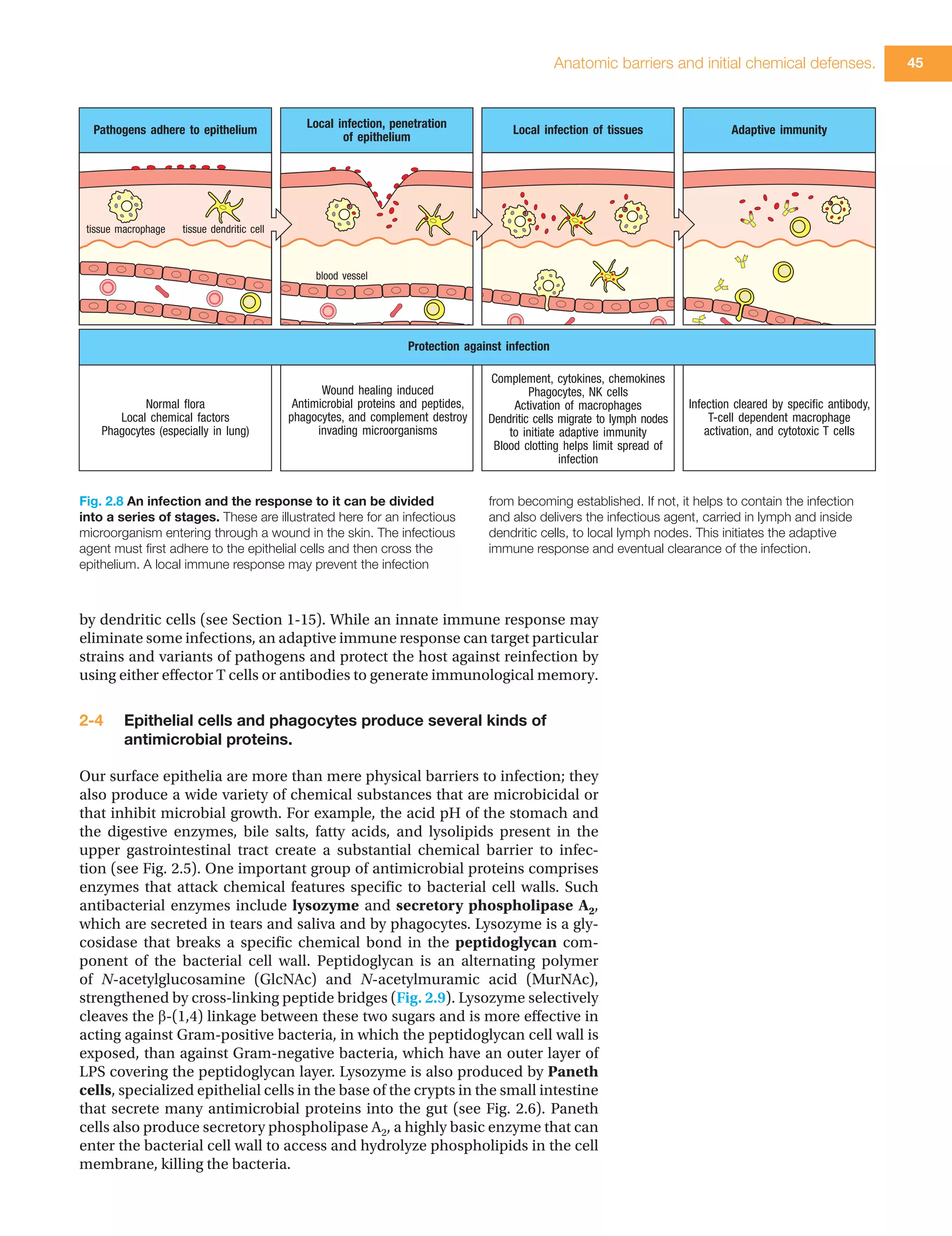 Janeway immunology 9th ( PDFDrive ).pdf