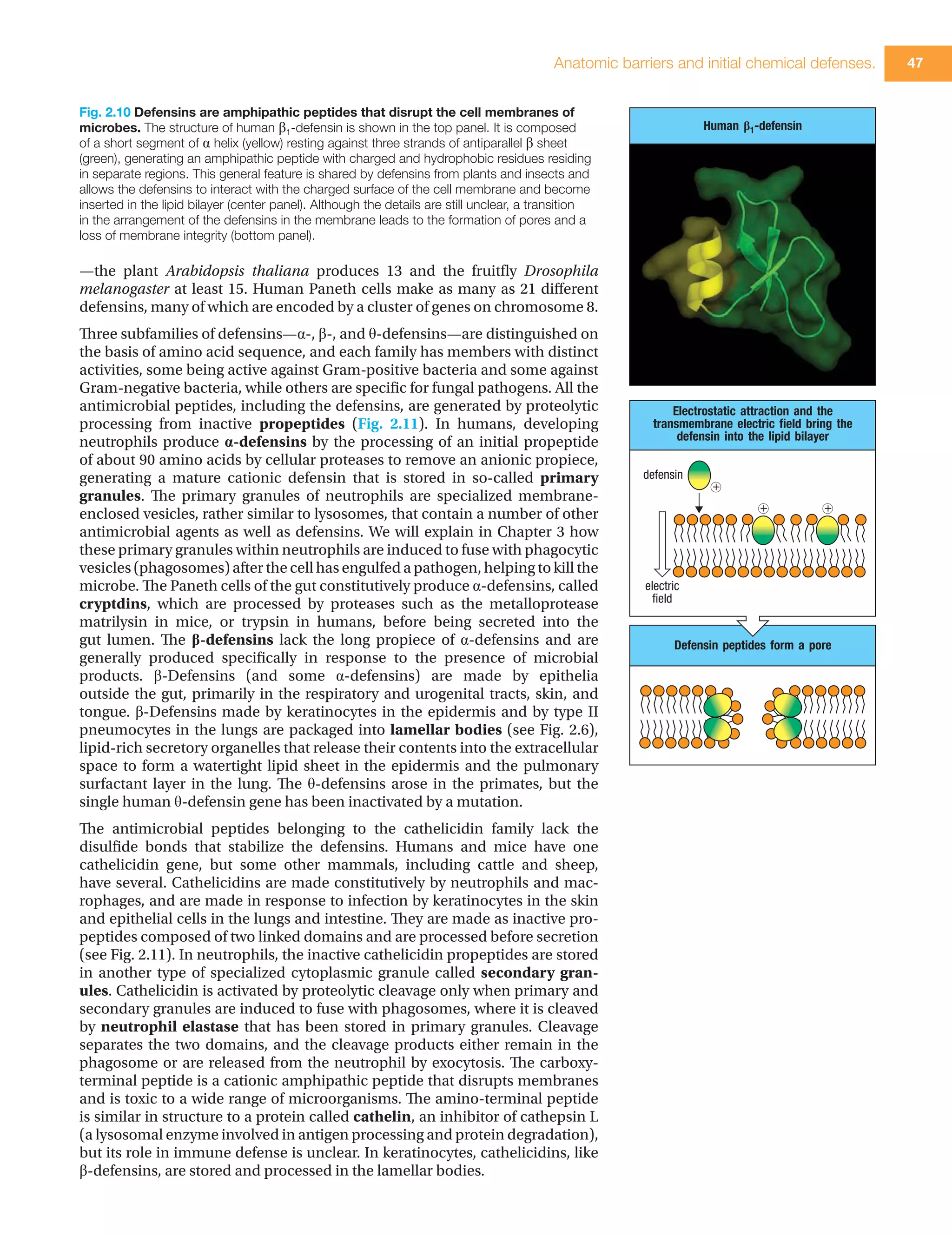 Janeway immunology 9th ( PDFDrive ).pdf