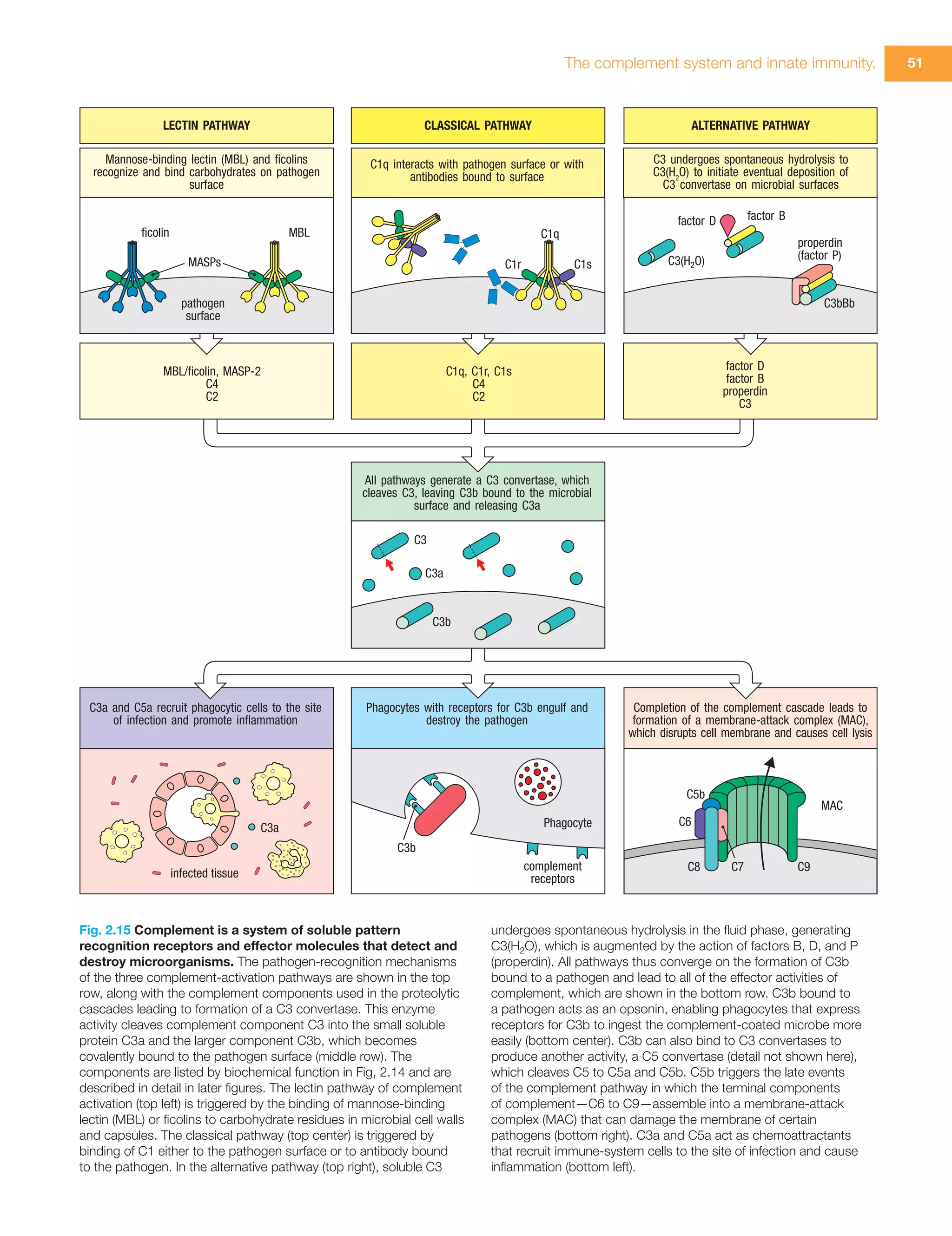 Janeway immunology 9th ( PDFDrive ).pdf