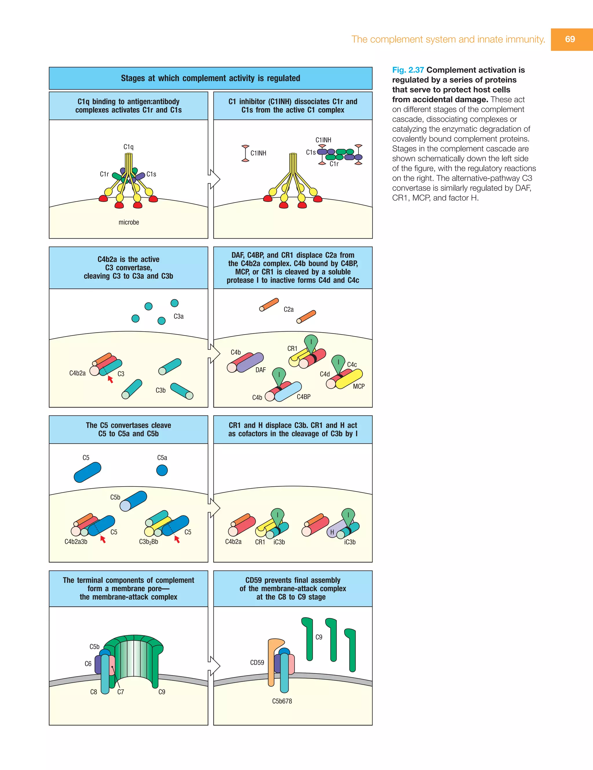 Janeway immunology 9th ( PDFDrive ).pdf