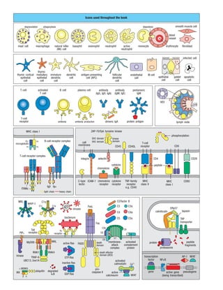 Janeway immunology 9th ( PDFDrive ).pdf