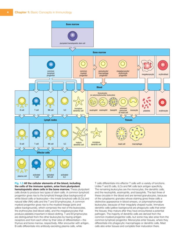 Janeway immunology 9th ( PDFDrive ).pdf