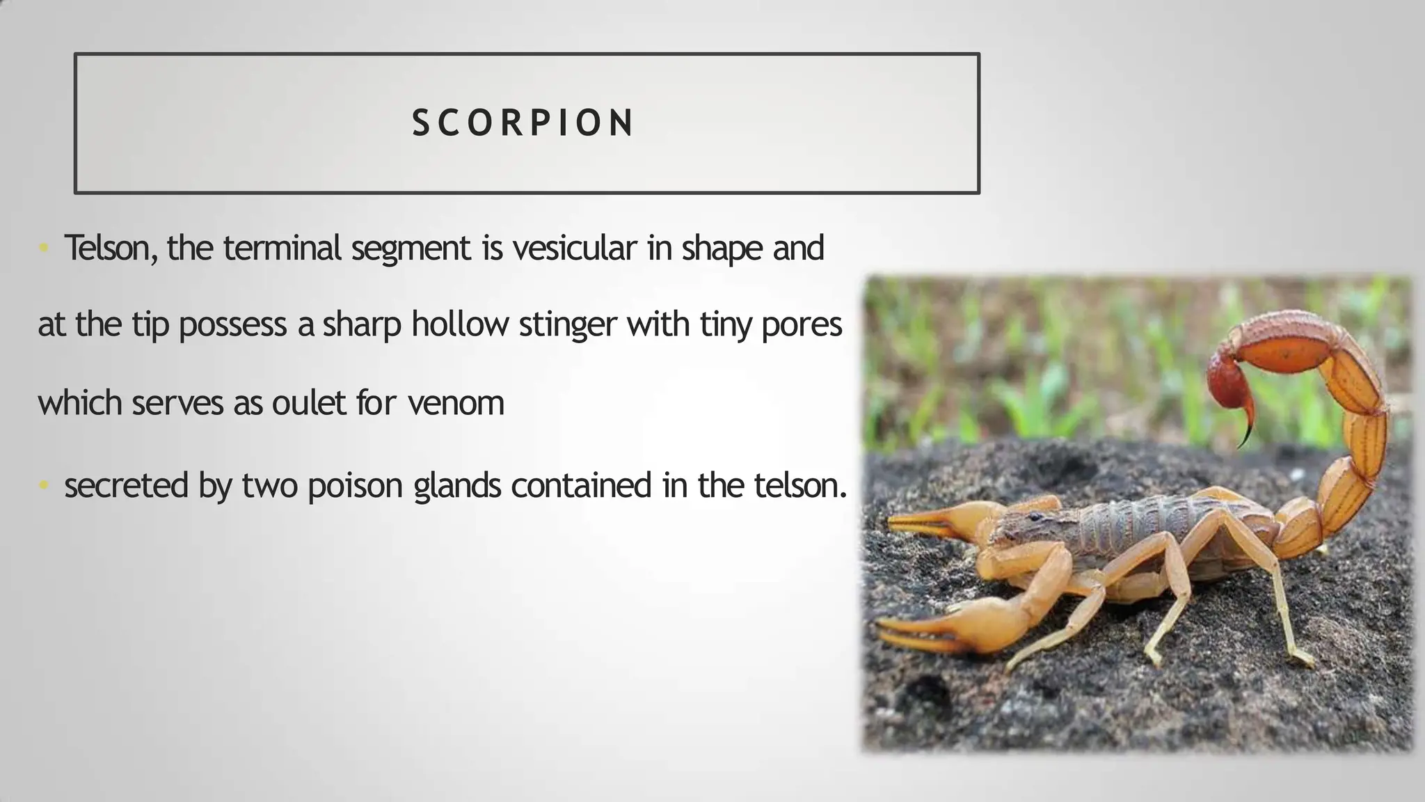 JANGAMA VISHA .pptx- | PPTX