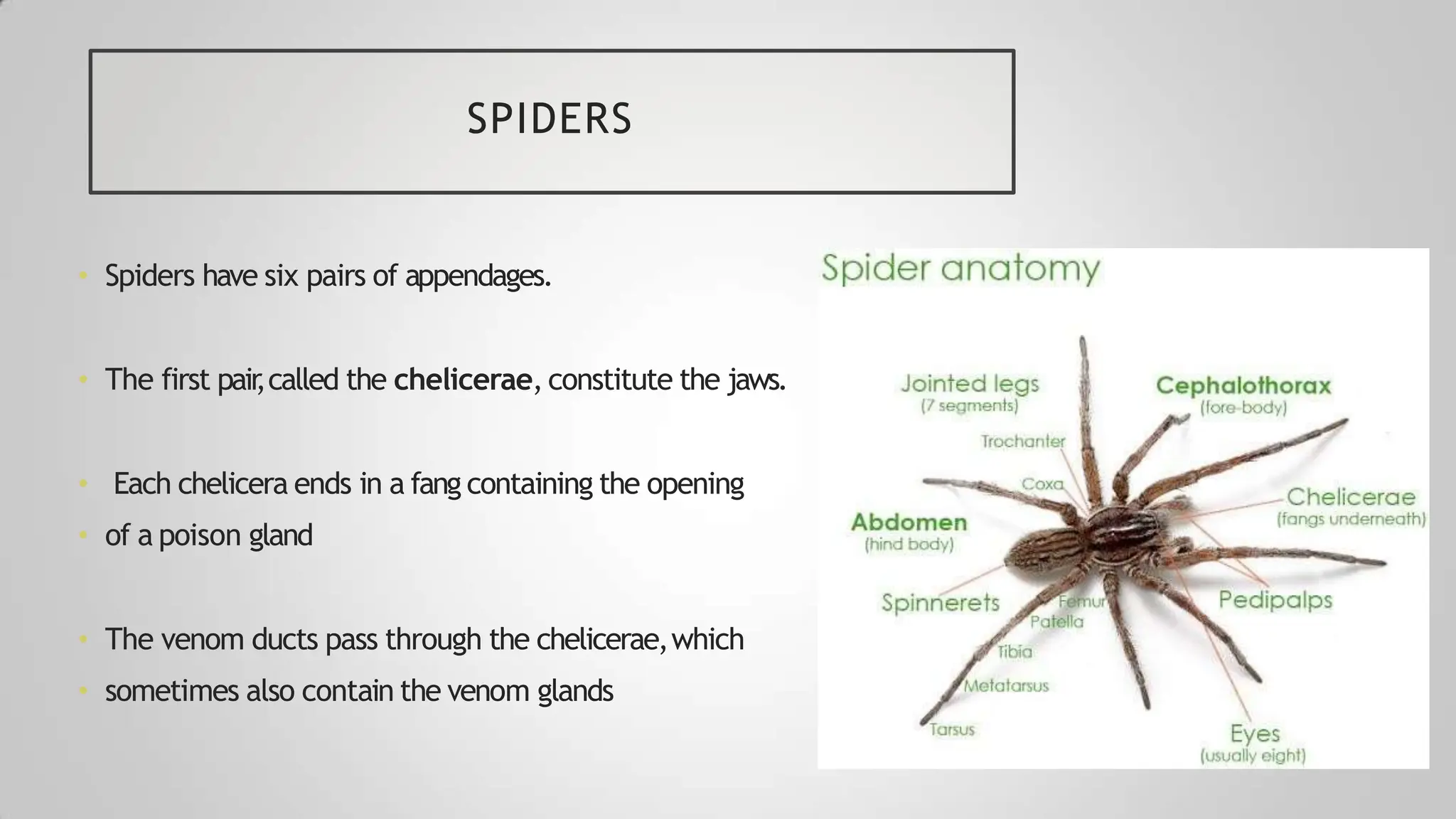 JANGAMA VISHA .pptx- | PPTX