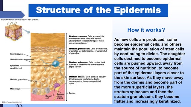 Janiola,structure-skincolor.pptx