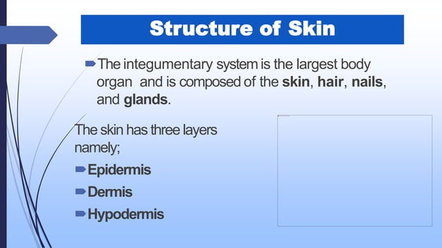 Janiola,structure-skincolor.pptx