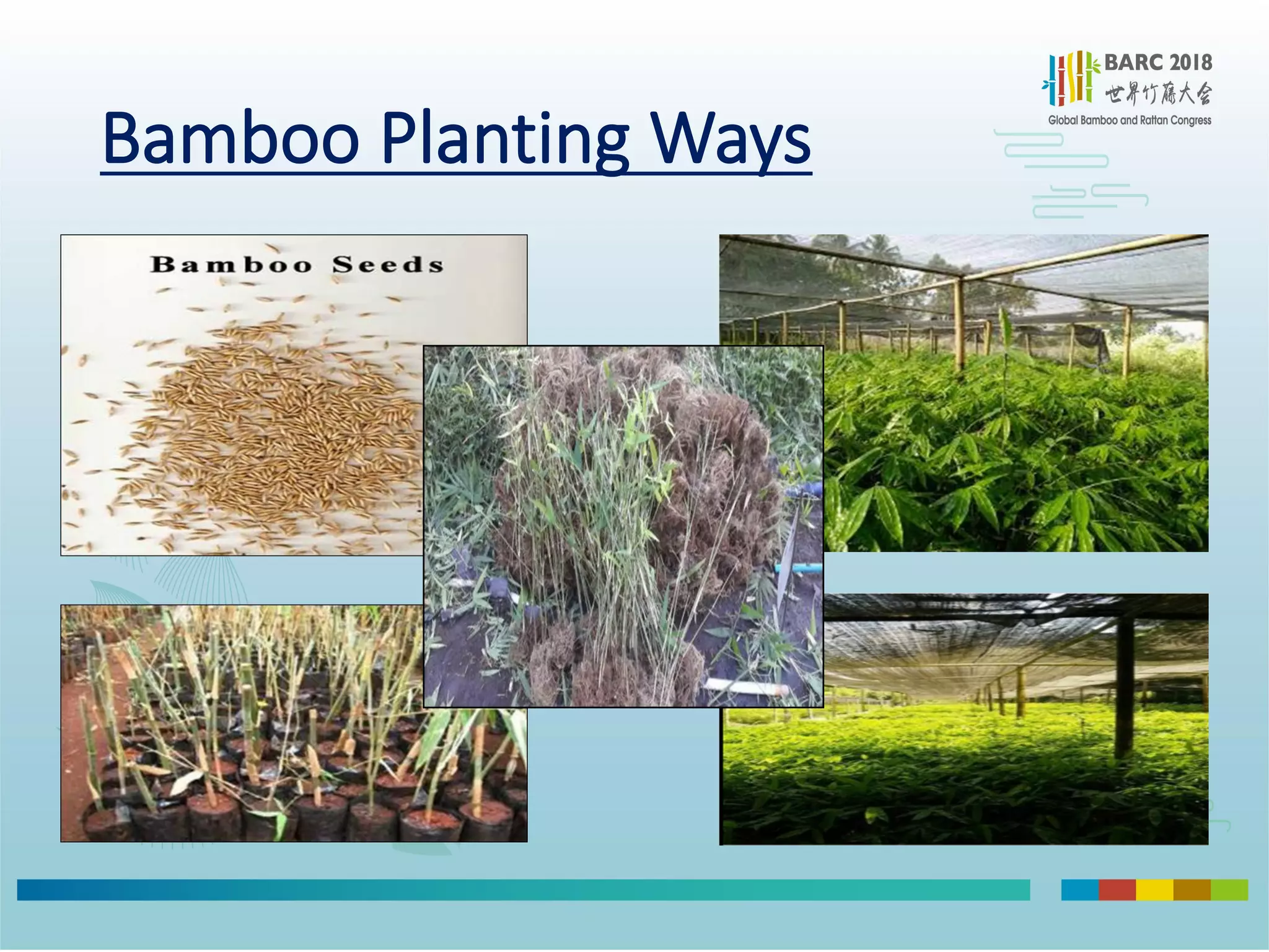 Jan Maria Oprins_Bamboo plantations managed by technology | PDF